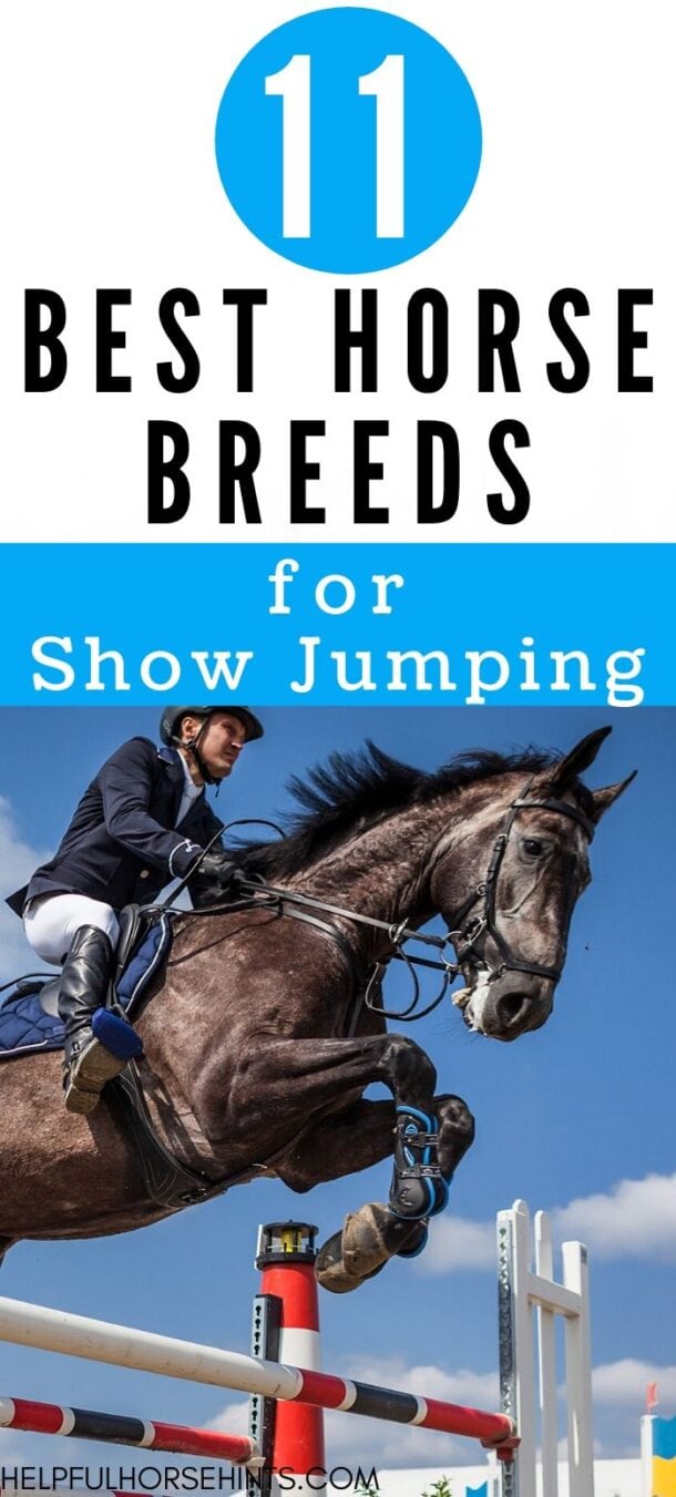 Best 11 Horse Breeds for Show Jumping - Helpful Horse Hints
