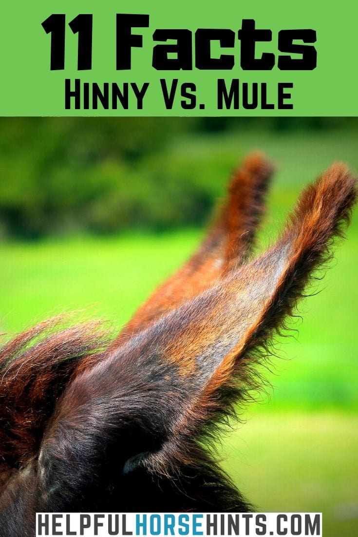 Hinny vs. Mule: 11 Facts You Need to Know - Helpful Horse Hints