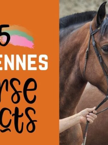 What Is A Gaited Horse? + 7 Popular Gaited Breeds - Helpful Horse Hints