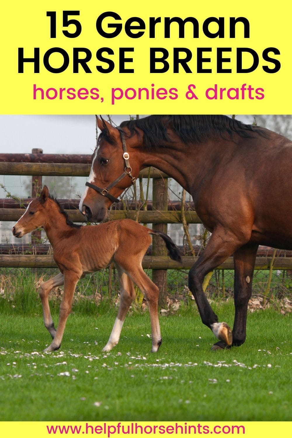15 Gorgeous German Horse Breeds - Helpful Horse Hints