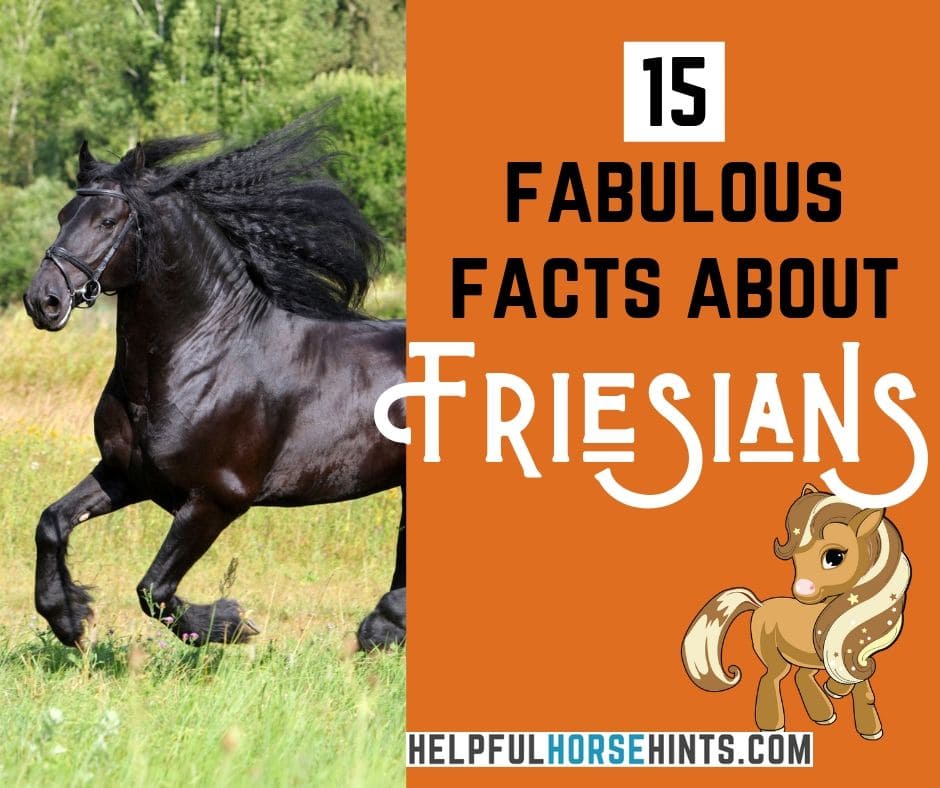 15 Fabulous Facts About Friesian Horses - Helpful Horse Hints
