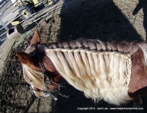 Horse Mane Braids - Helpful Horse Hints