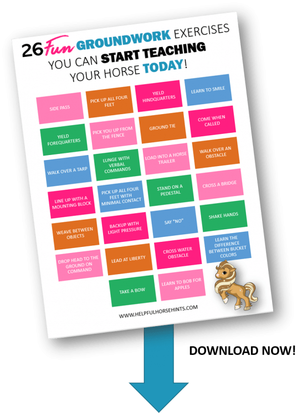 26 Groundwork Exercises You Can Start Teaching Your Horse Today ...