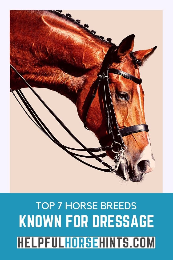 Best 7 Horse Breeds For Dressage - Helpful Horse Hints