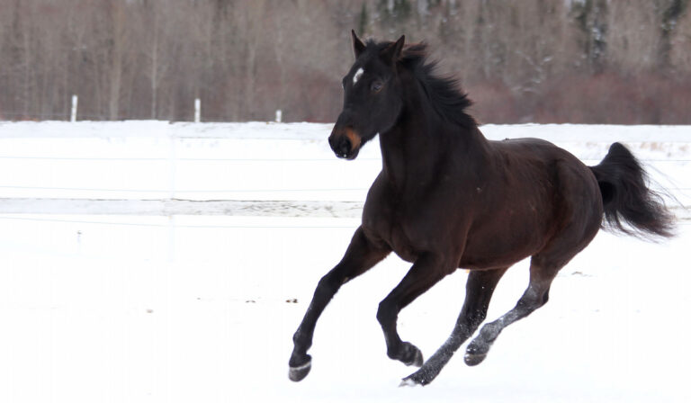 Standardbred Horse Breed Profile - Helpful Horse Hints