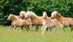 Haflinger Horse Breed Profile - Color, Temperament & Price - Helpful ...