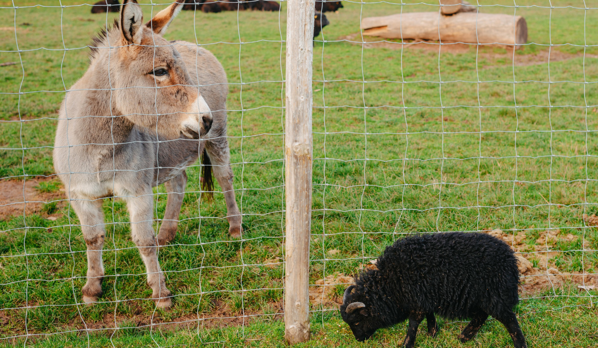 13 Reasons Why Your Ranch Needs a Guard Donkey - Helpful Horse Hints