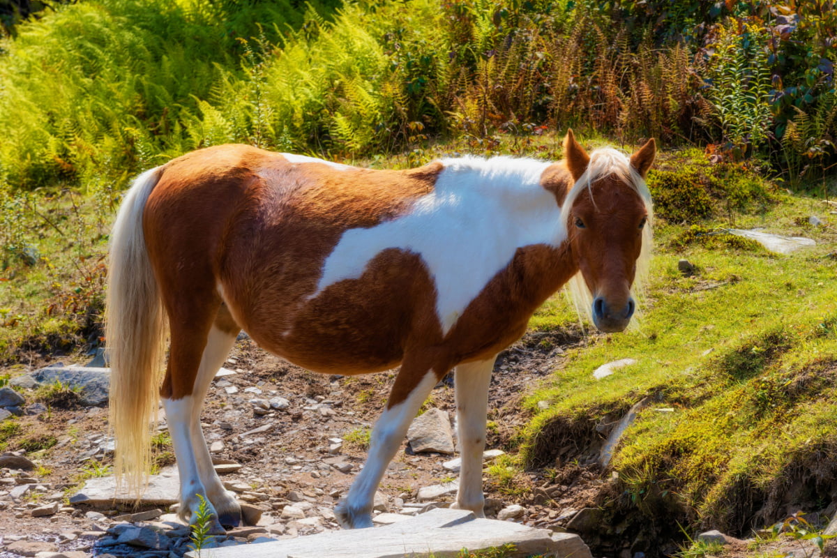 Pony of the Americas: Color and Personality in a Pint-Sized Package ...