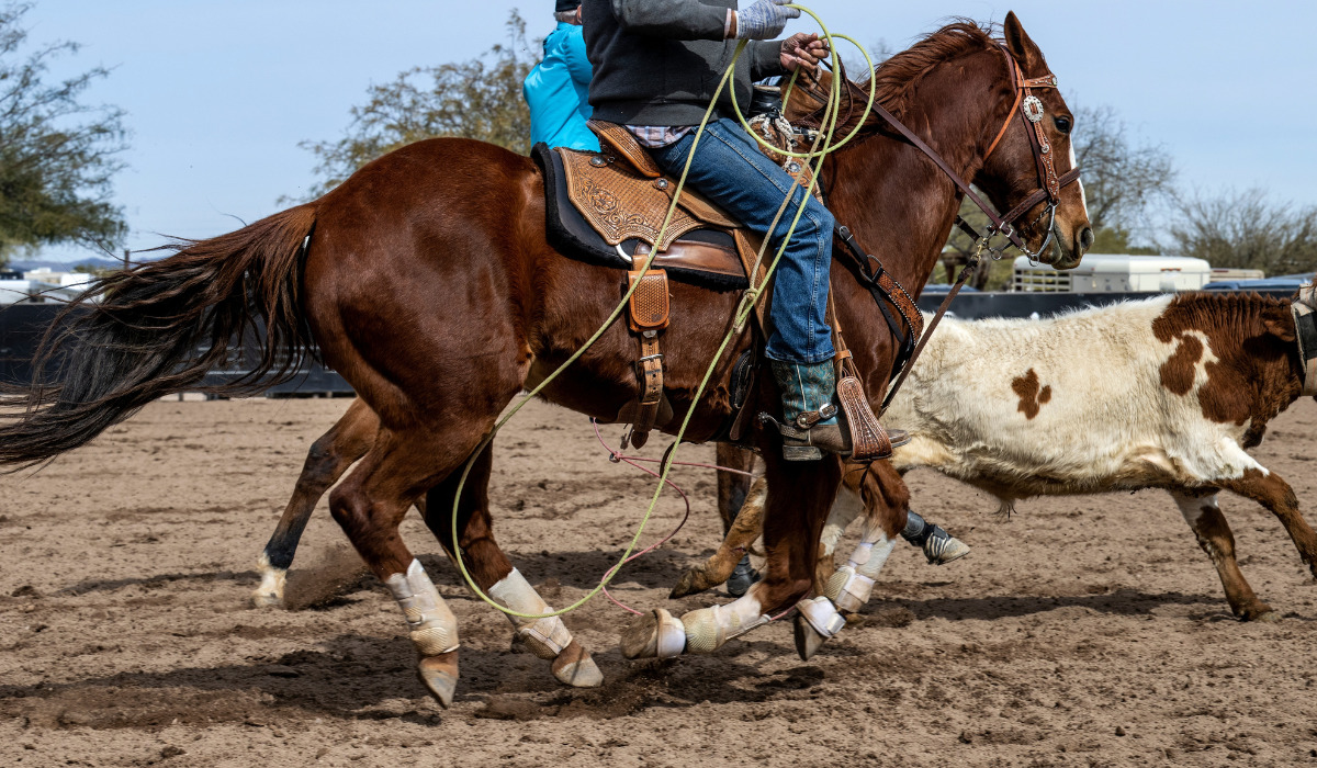 7 Popular Synthetic Western Saddle Brands - Helpful Horse Hints