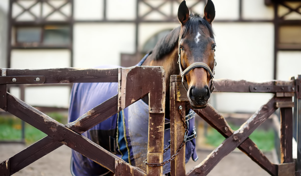 Quarab Horse Breed Profile - Helpful Horse Hints