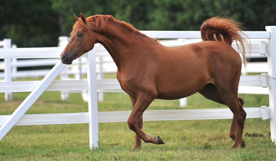 Morgan Horse Breed - History, Types, & Temperament - Helpful Horse Hints