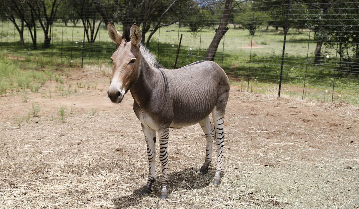 Can a Zebra Be Bred With a Horse? - Helpful Horse Hints