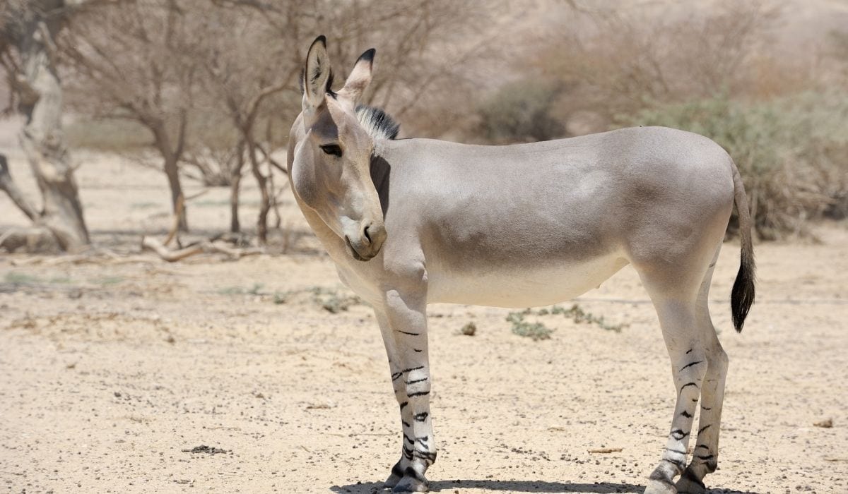 11 Types of Donkeys - Helpful Horse Hints