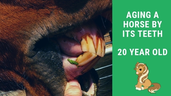 Aging a Horse By It's Teeth - 20 Years 9 Months Arabian - Helpful Horse ...