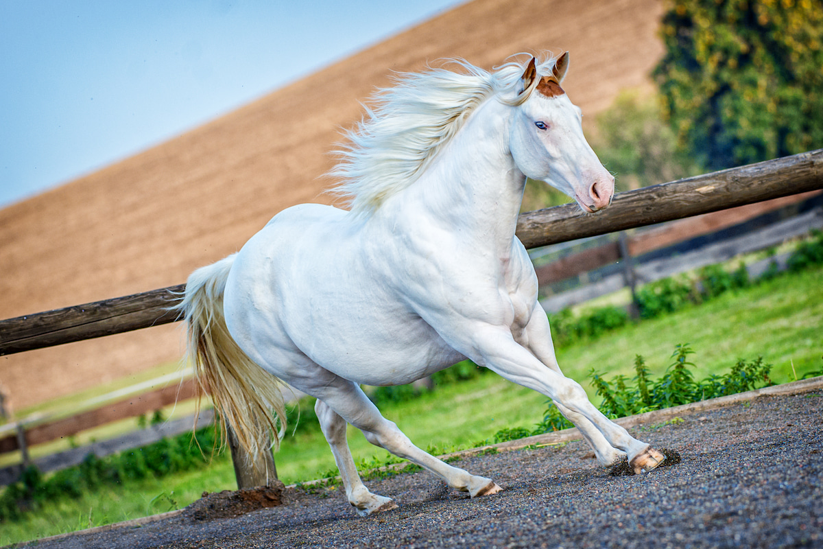 White Thoroughbred Breed