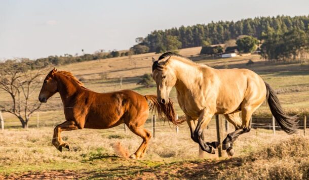 Hancock Horses: A Look at A Historic Line of Ranch Horses - Helpful ...