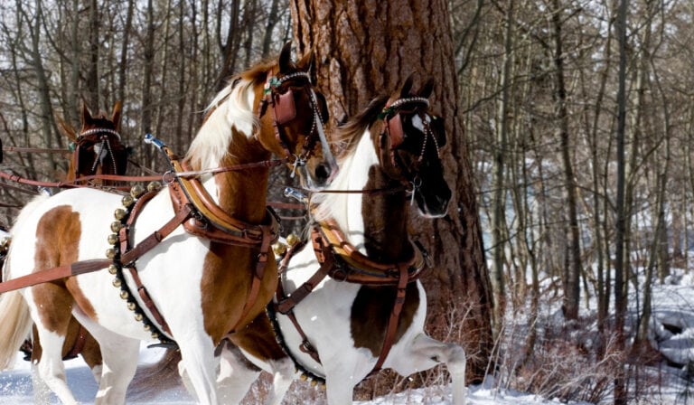 A Look at Pinto Horse Breeds - Helpful Horse Hints