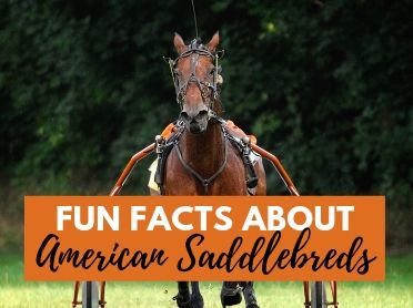 15 Fun Facts about the American Saddlebred Horse - Helpful Horse Hints