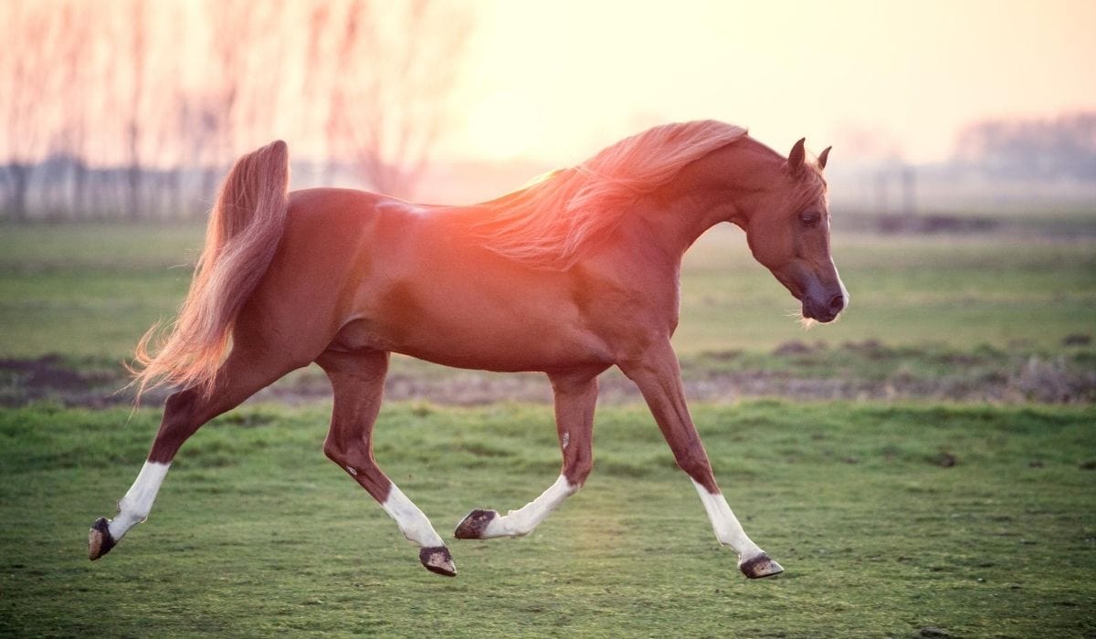 11 Horse Breeds Known to have Long Manes & Tails - Helpful Horse Hints