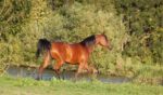 A Look at Some of the Most Common Red Horse Breeds - Helpful Horse Hints