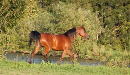 A Look at Some of the Most Common Red Horse Breeds - Helpful Horse Hints