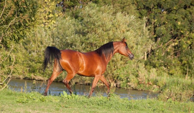 A Look at Some of the Most Common Red Horse Breeds - Helpful Horse Hints