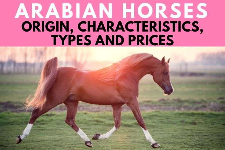 Arabian Horse: Origin, Characteristics, Types and Prices - Helpful ...