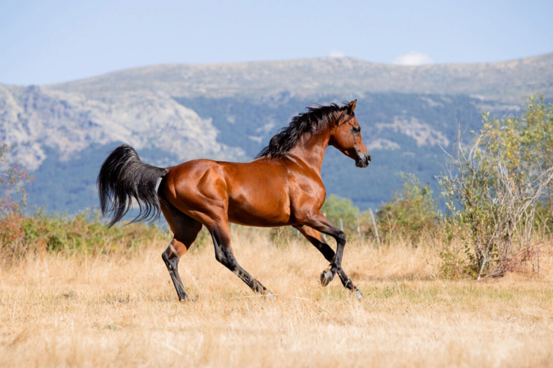A Look at Some of the Most Common Red Horse Breeds - Helpful Horse Hints