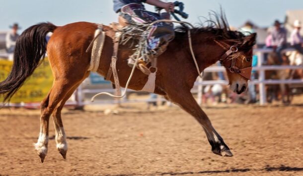 Best Barrel Racing Horse Breeds - Helpful Horse Hints