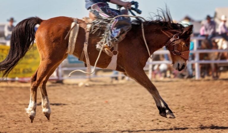 Best Barrel Racing Horse Breeds - Helpful Horse Hints