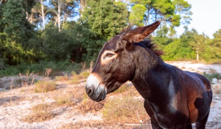 11 Types of Donkeys - Helpful Horse Hints