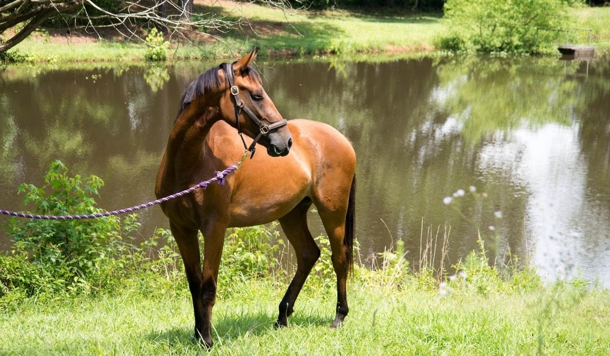 152+ Awesome Bay Horse Names - Helpful Horse Hints
