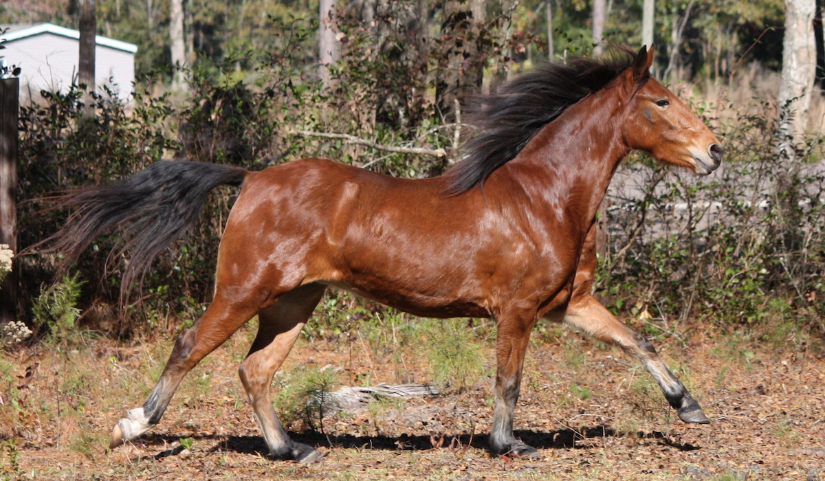 Hackney Horse Breed Profile - Helpful Horse Hints