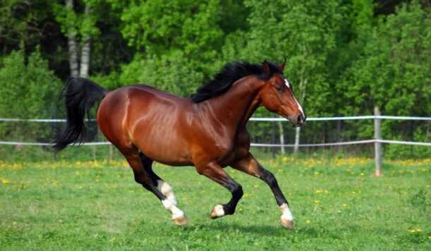 152+ Awesome Bay Horse Names - Helpful Horse Hints