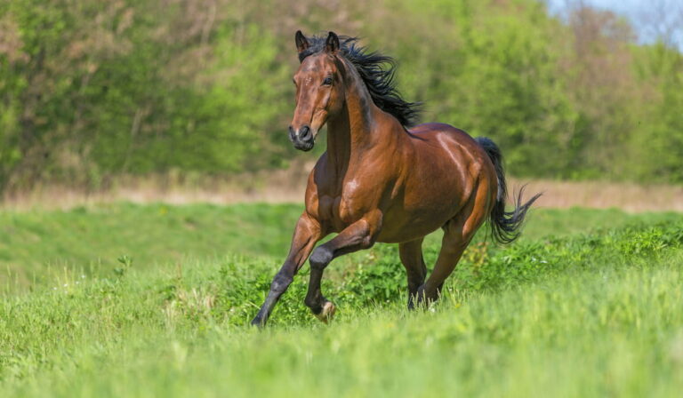Bay Horse Color - Genetics, Shades, Breeds & Famous Bay Horses ...