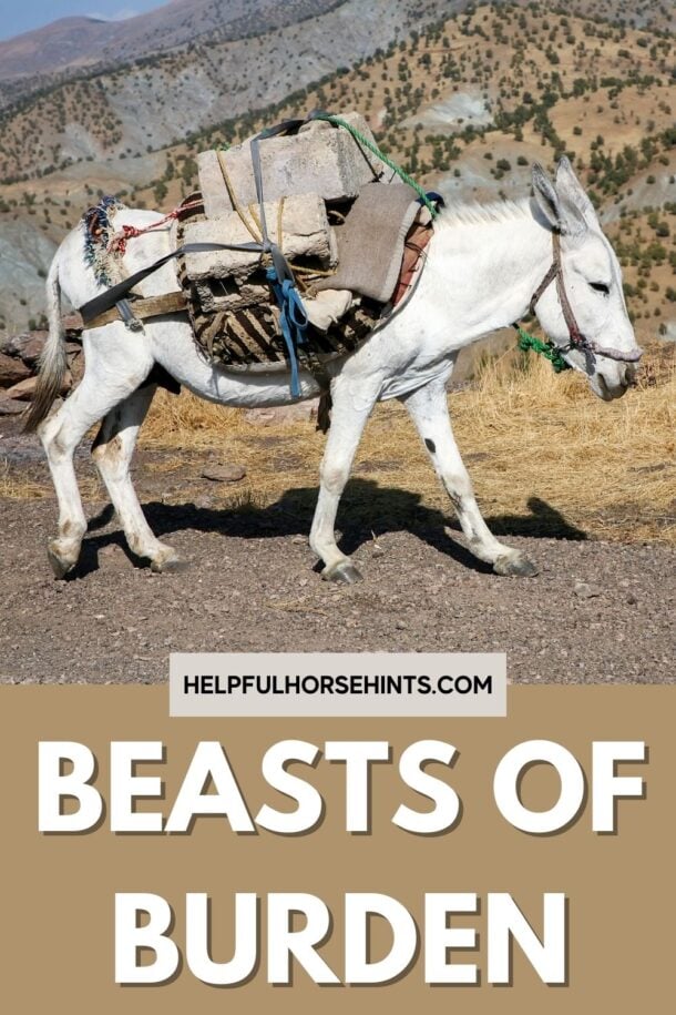 Name A Beast Of Burden - Helpful Horse Hints