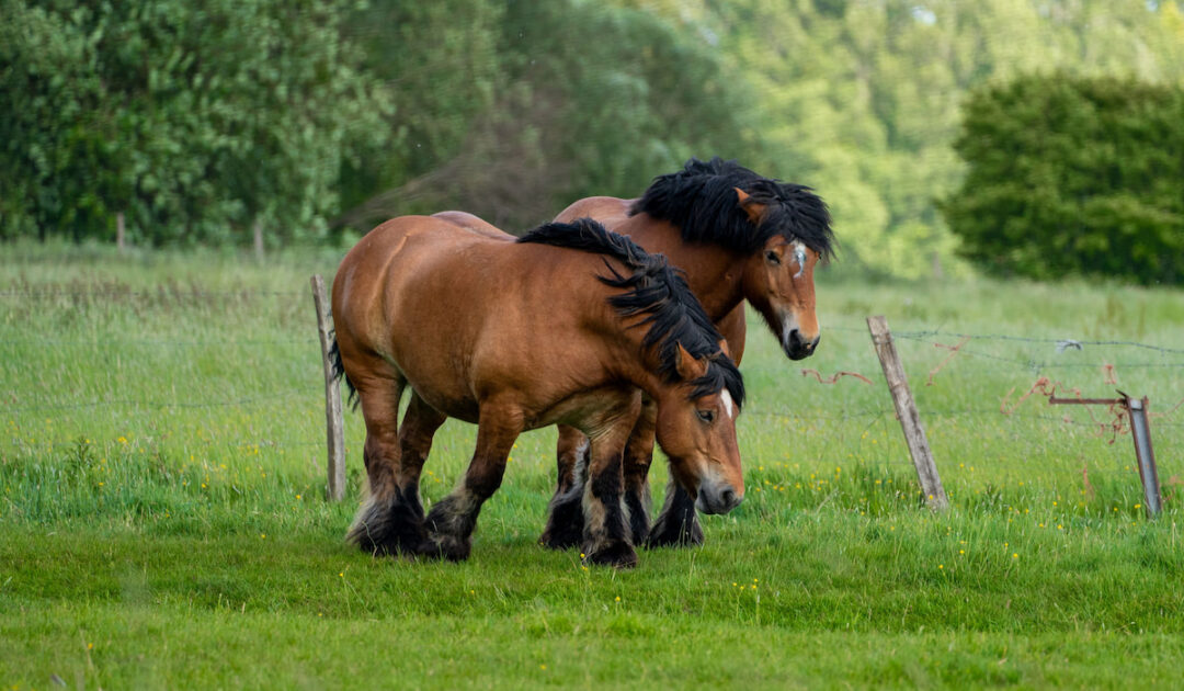11 Stunning French Horse Breeds - Helpful Horse Hints