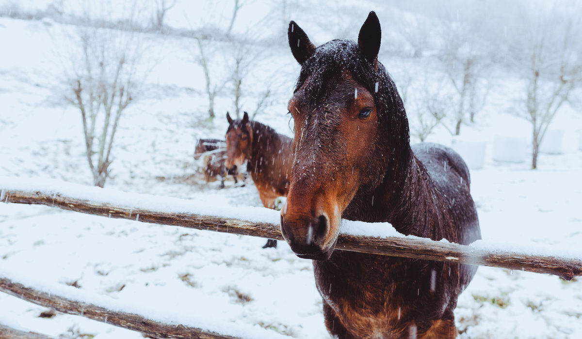Do Horses Get Cold? How to Know When to Blanket - Helpful Horse Hints