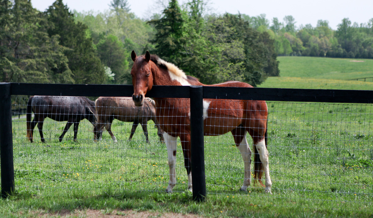 Missouri Fox Trotters: Ozark Born and Bred - Helpful Horse Hints