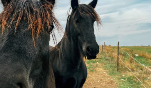 Equine Royalty: The Thoroughbred Horse - History, Characteristics and ...