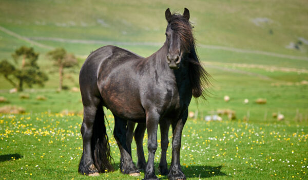 15 Black Pony Breeds - Helpful Horse Hints