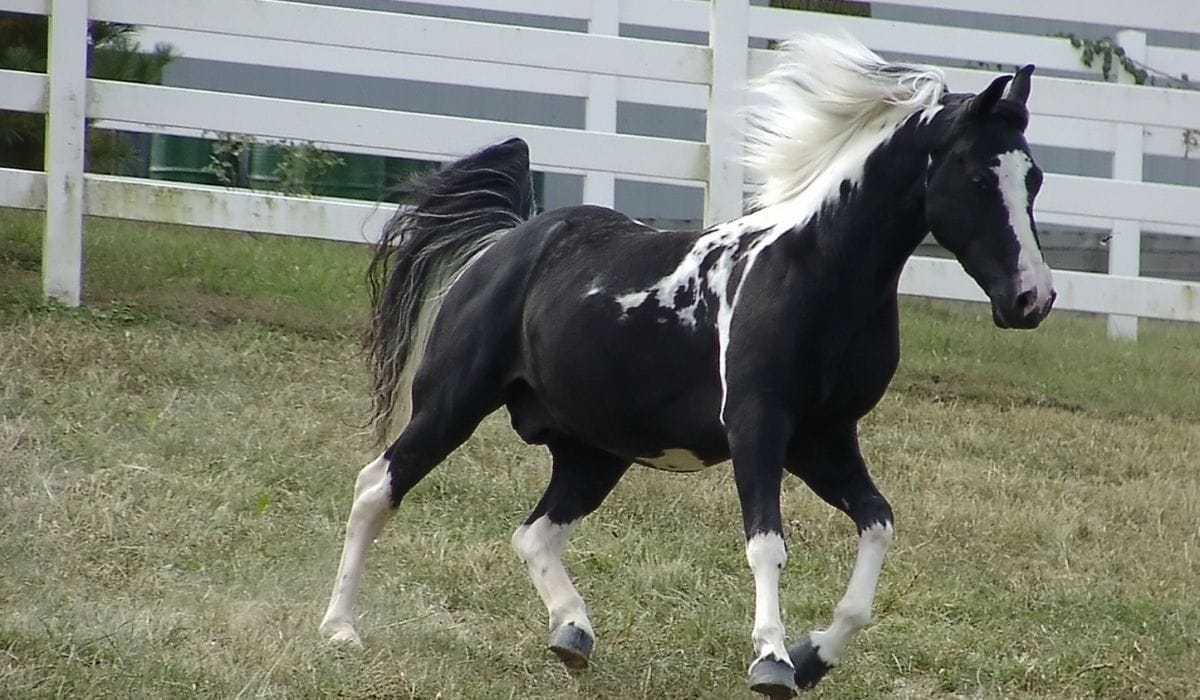 Missouri Fox Trotters: Ozark Born and Bred - Helpful Horse Hints