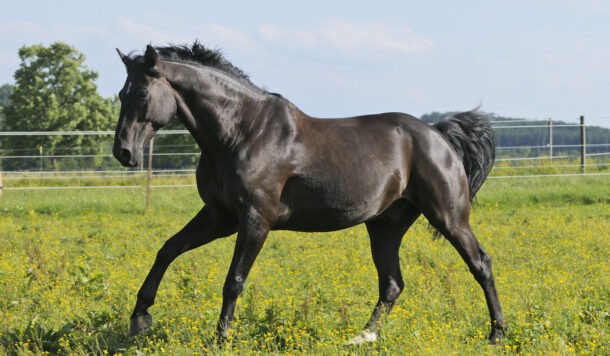 15 Gorgeous German Horse Breeds - Helpful Horse Hints