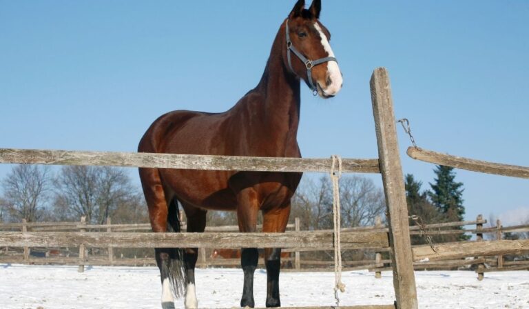 152+ Awesome Bay Horse Names - Helpful Horse Hints