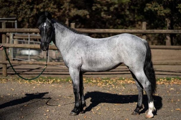 Blue Roan Horse Color Genetics with Photos and Descriptions - Helpful ...