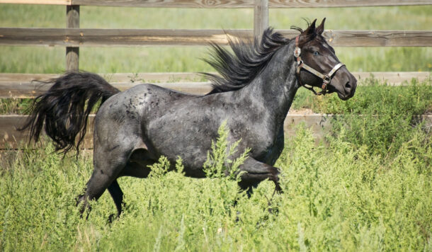 Blue Roan Horse Color Genetics with Photos and Descriptions - Helpful ...