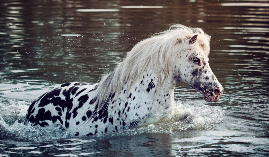 9 Spotted Horse Breeds You'll Love! - Helpful Horse Hints