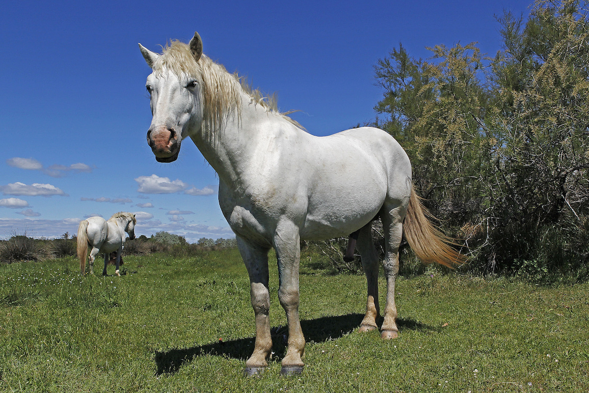 Camargue Horse Breed Profile: History, Characteristics, and Care ...
