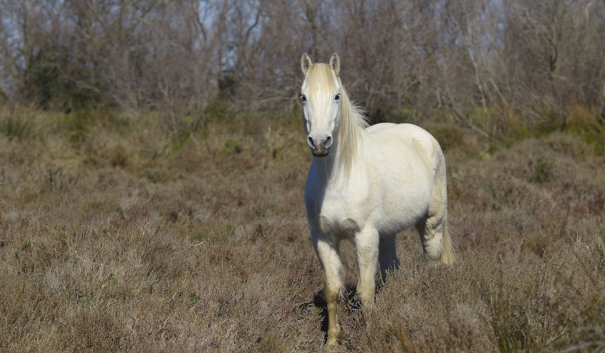 Camargue Horse Breed Profile: History, Characteristics, and Care ...