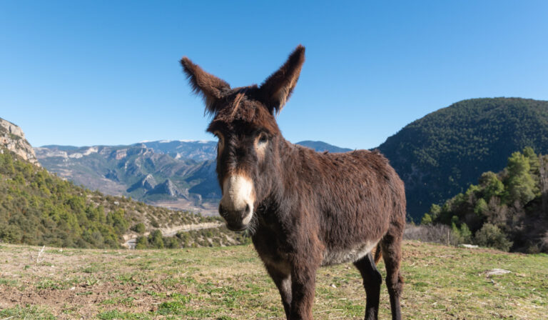 11 Types of Donkeys - Helpful Horse Hints